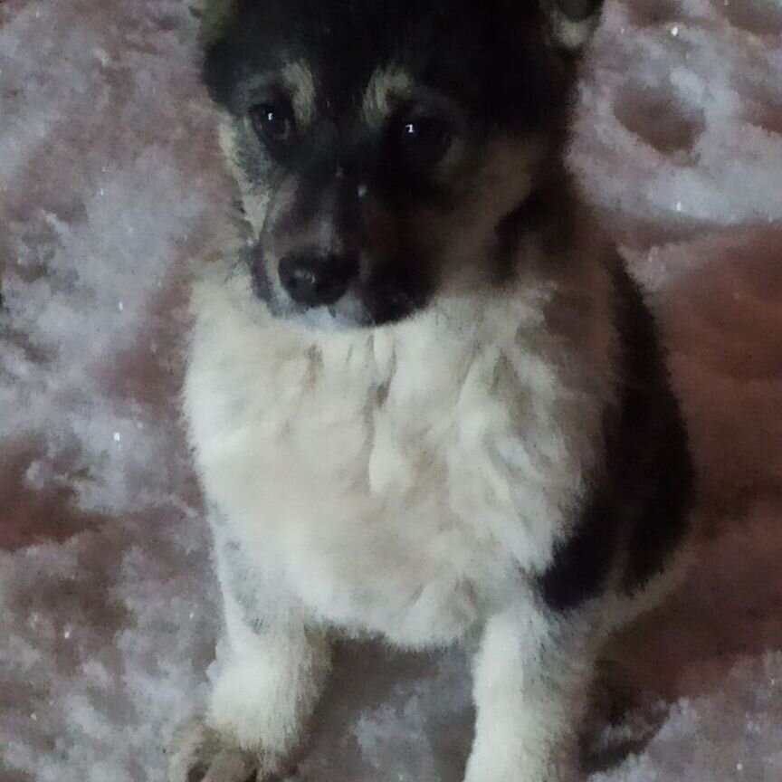 Щенки 4 месяца