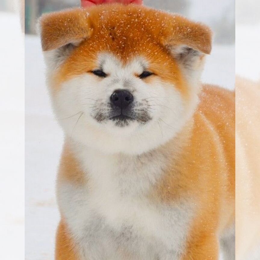 Малыши японской акиты