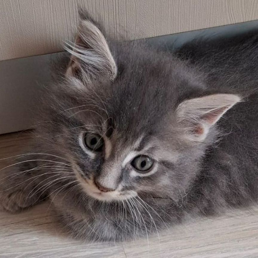 Изумительные котята (кот и кошечка)