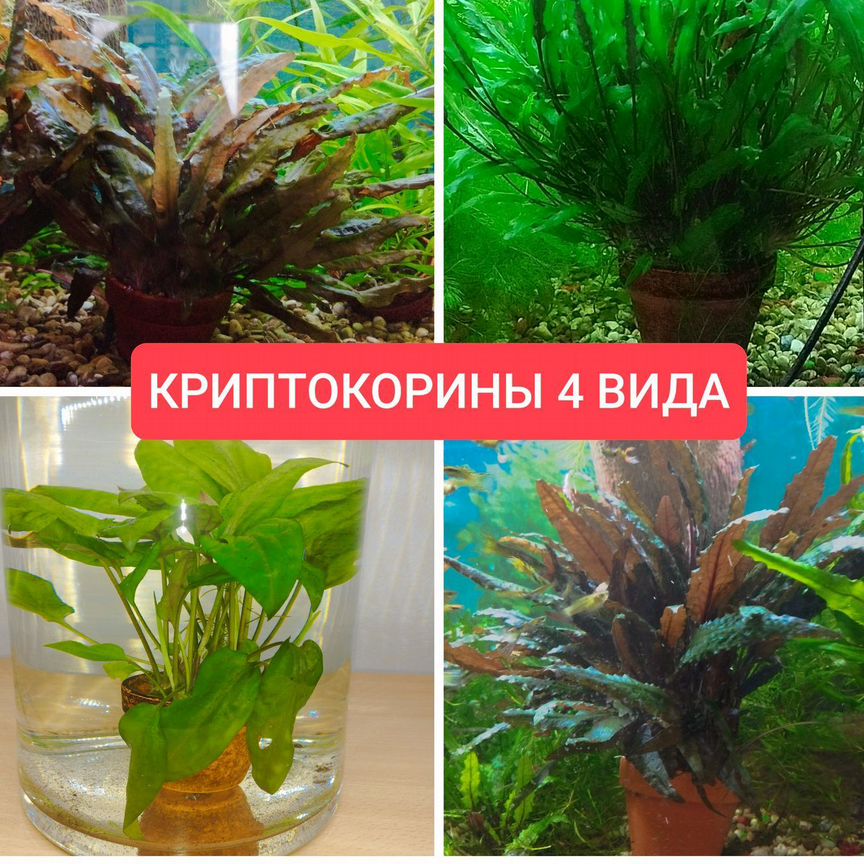 Криптокорины 4 вида