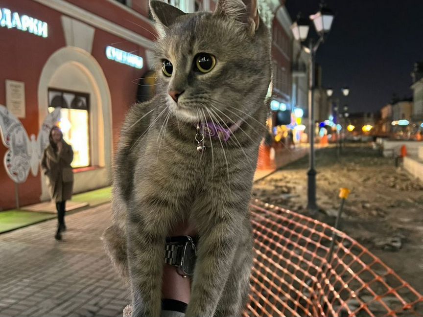 На ул.Баумана бегает кошка / кот