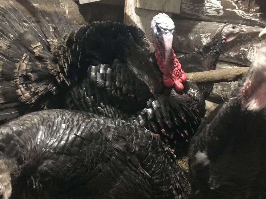 Семья индеек