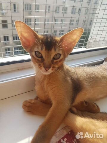 Абиссинские котята