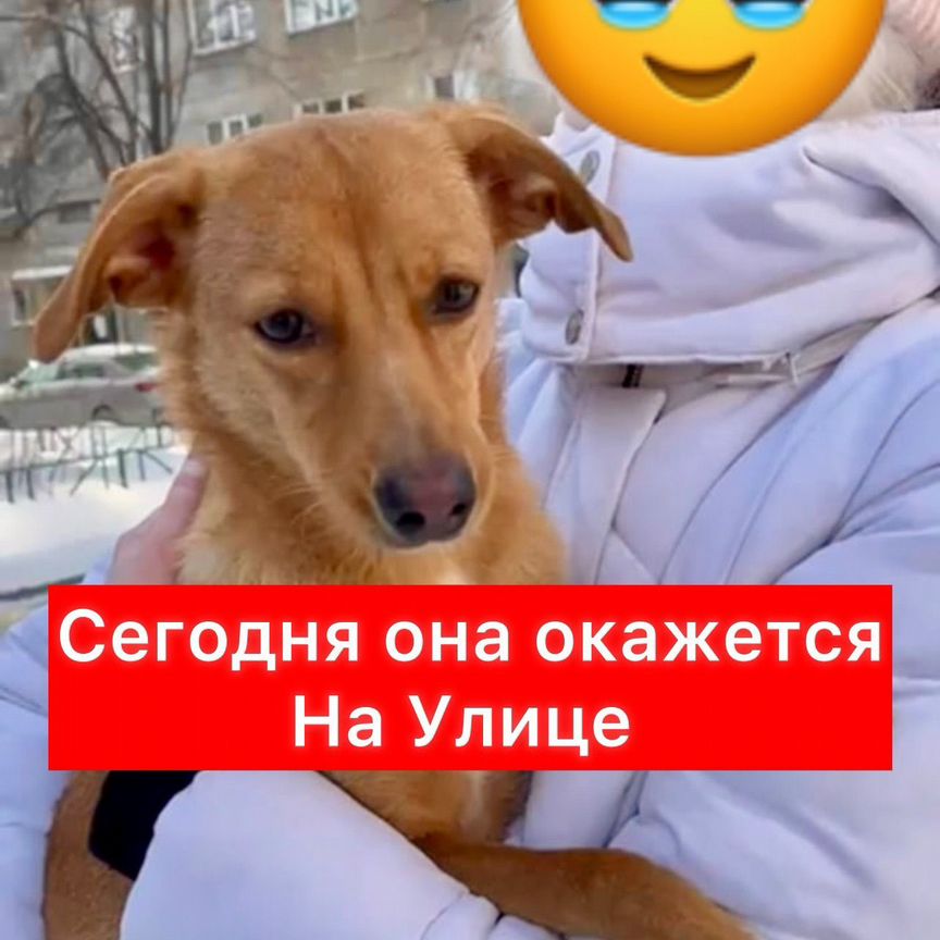 Маленькая собака 8кг сегодня окажется на улице