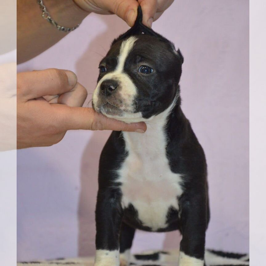 Американский стаффордширский терьер, щенок