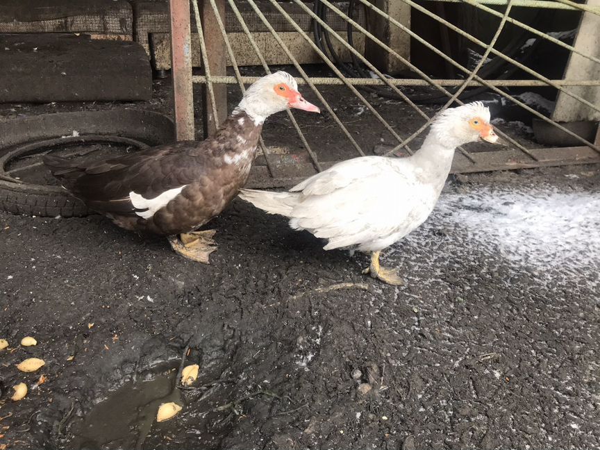 Утки шипуны, индоутки