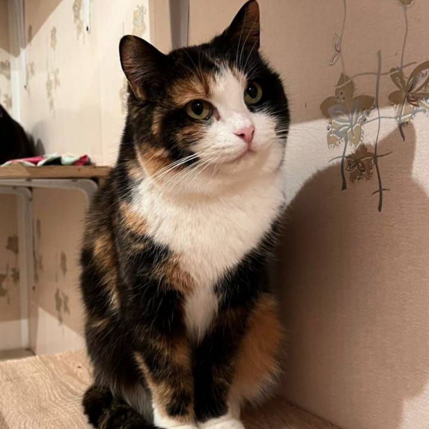 Кошечка Марьяна, 2  мама-папа найдитесь