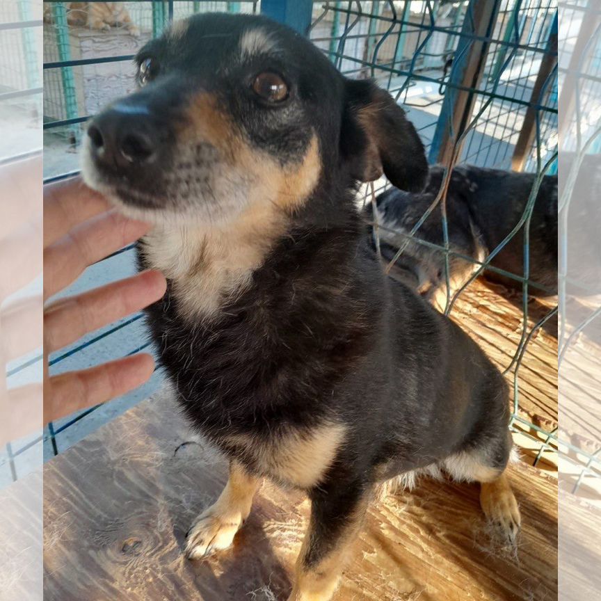 Собака в добрые руки отдам бесплатно