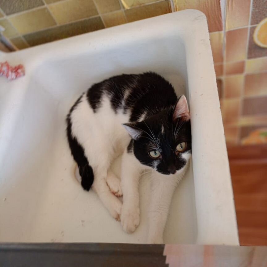 Котомальчик ищет дом
