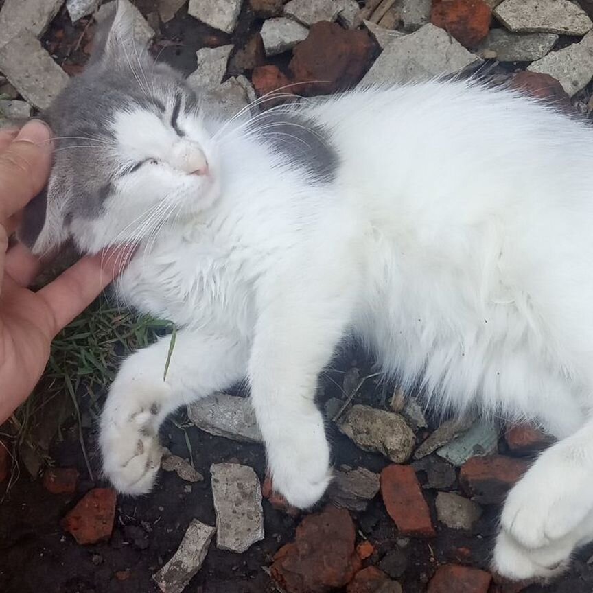 Кошечка в добрые руки