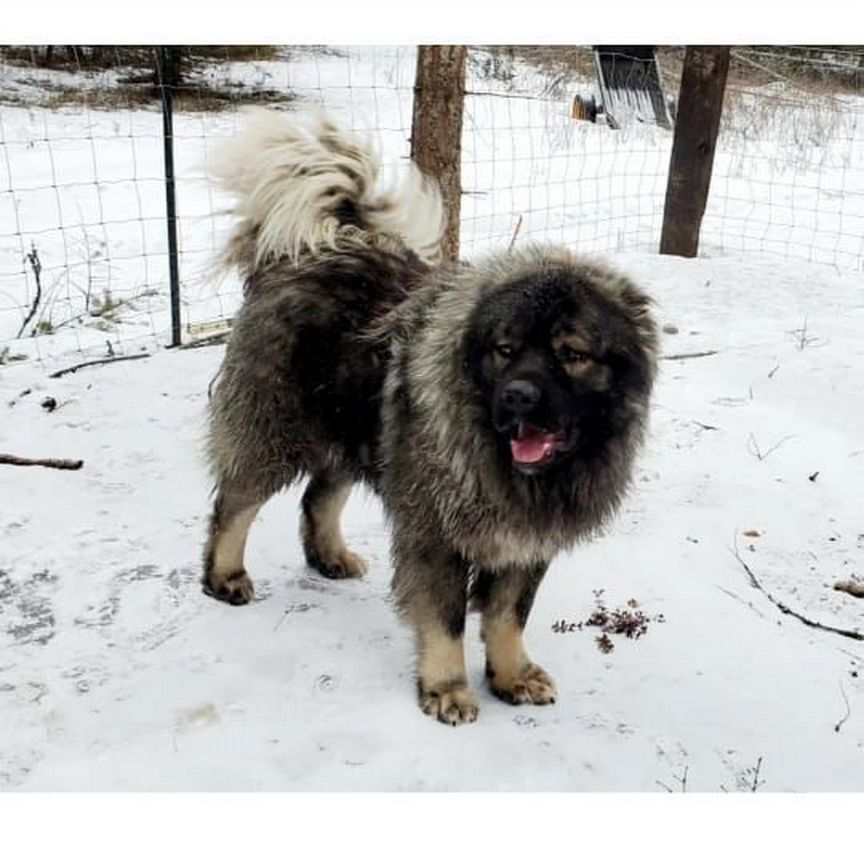 Щенятки кабельки