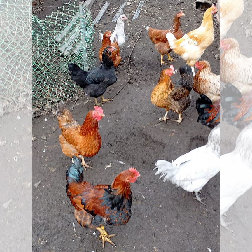 Петушки домашние