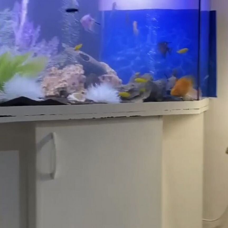 Аквариум угловой с тумбой с рыбками 250л