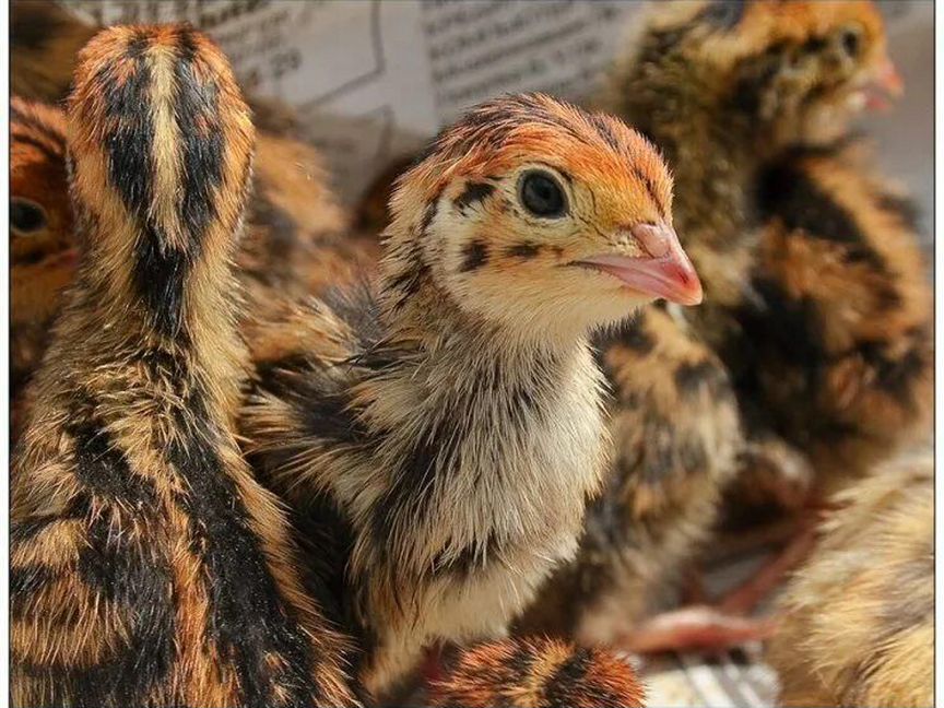 Цыплята перепела