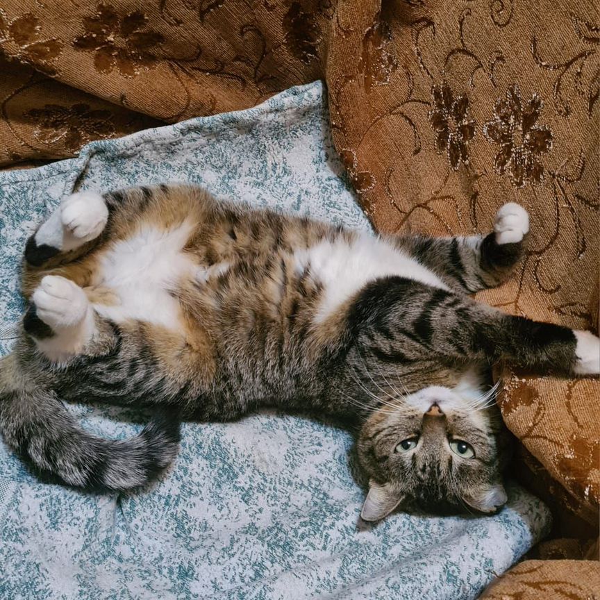 Взрослые кошки в хорошие руки