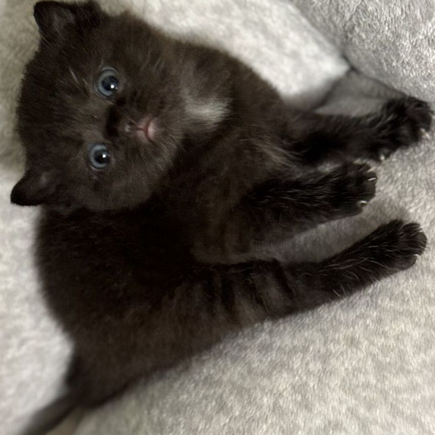 Котенок