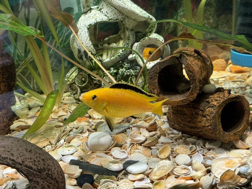 Самец еллоу