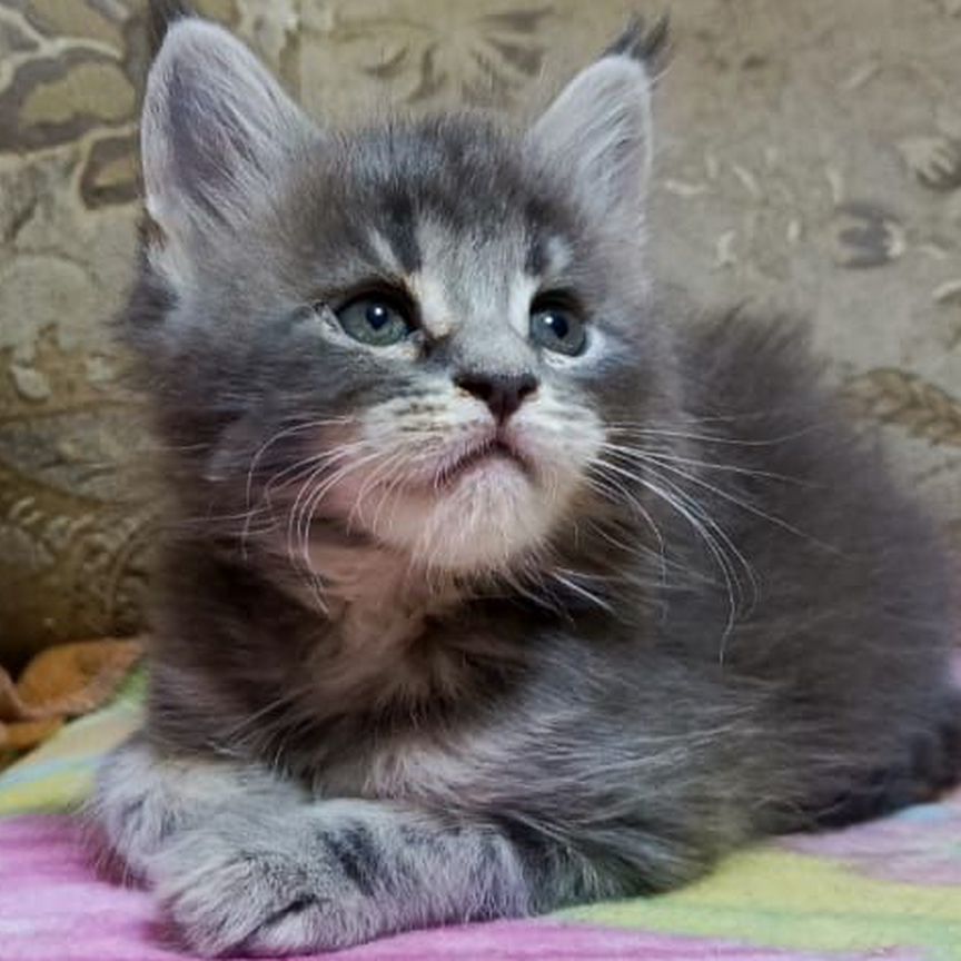 Котята мейн-кун