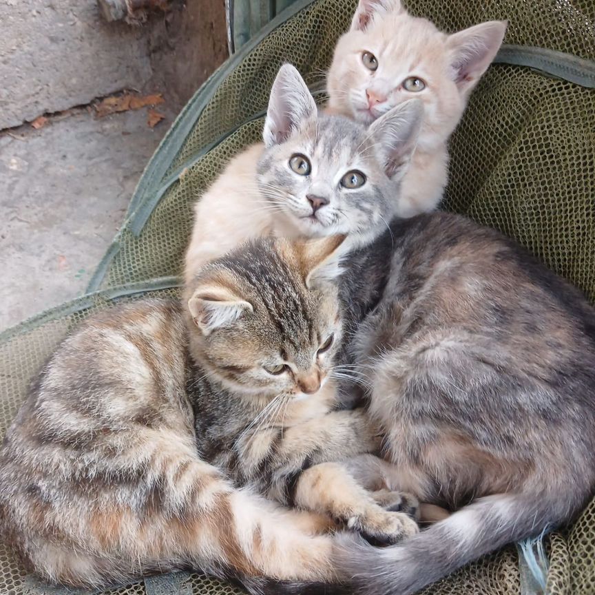 Котята в добрые руки