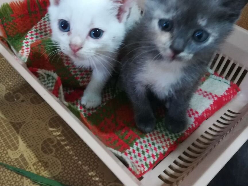 Котята в добрые руки бесплатно