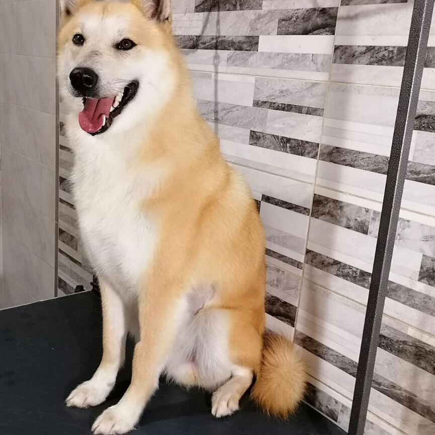 Собака в добрые руки