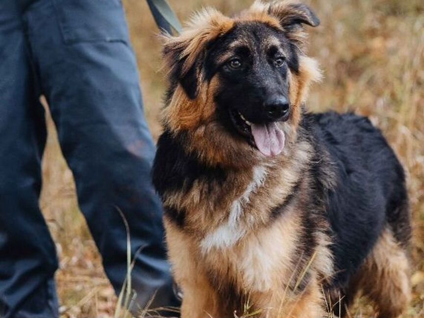 Красивый Шкипер из приюта