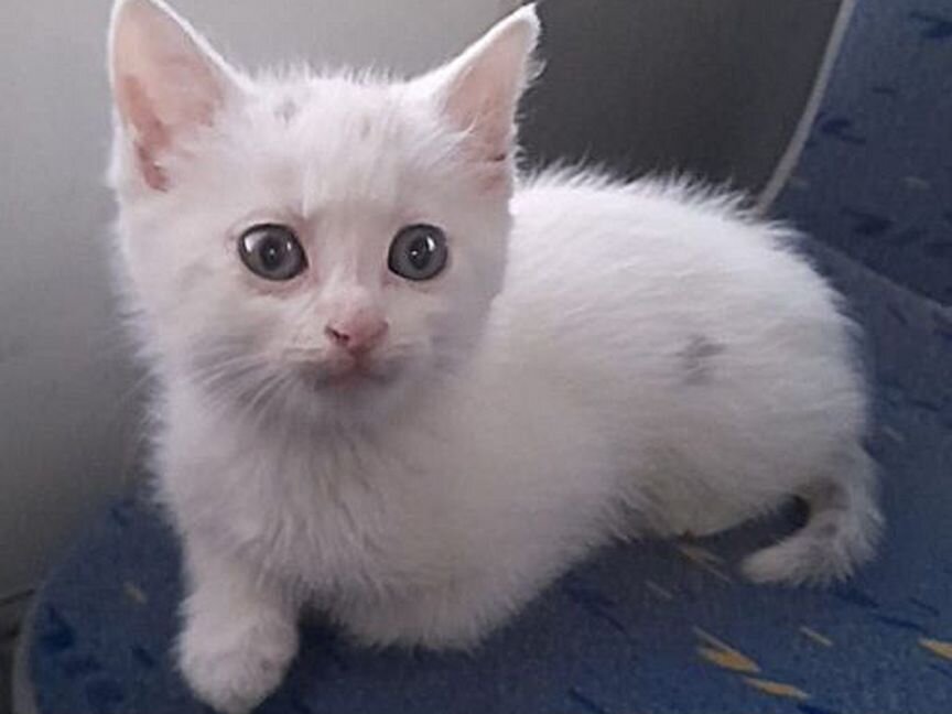 Котята в добрые руки бесплатно