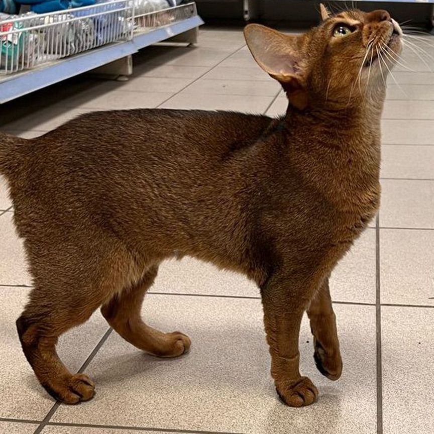 Молодая абиссинская кошечка