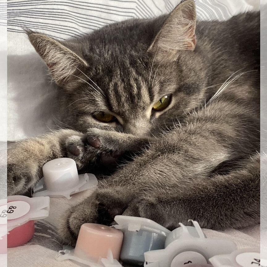 Отдам кошку в добрые руки