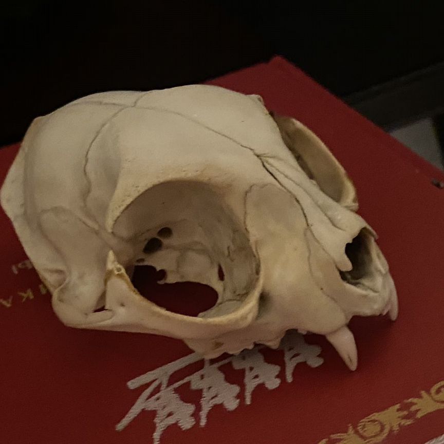 Кошачий череп