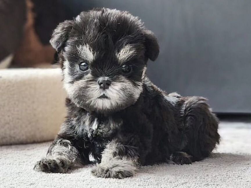Мальтишу из Кореи