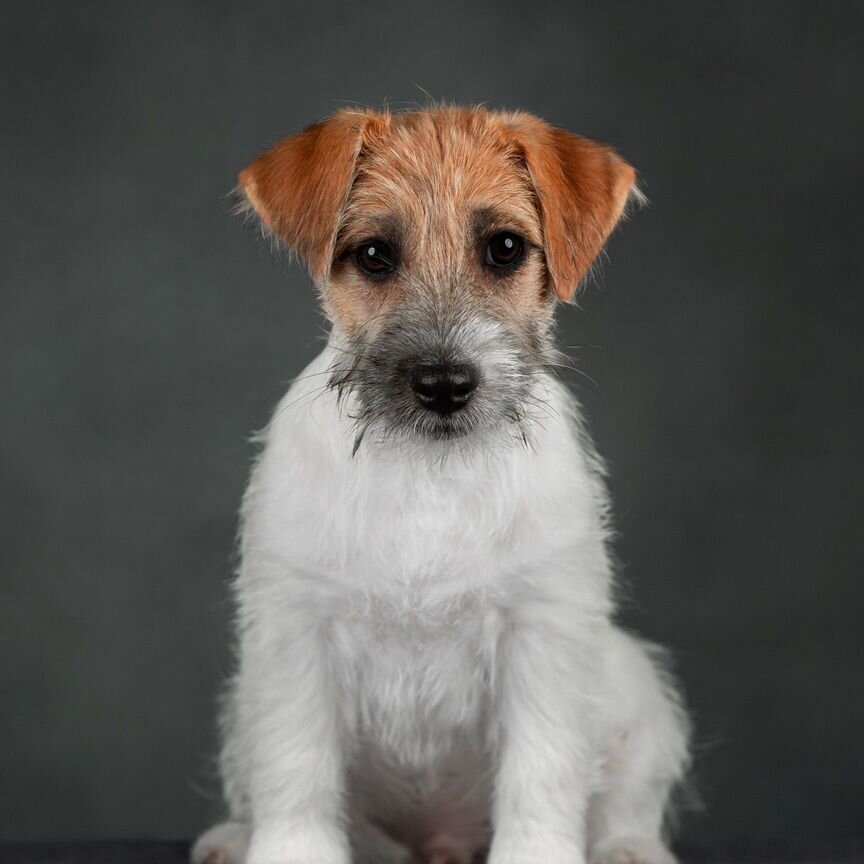 Щенок джек рассел терьер жесткошерстный