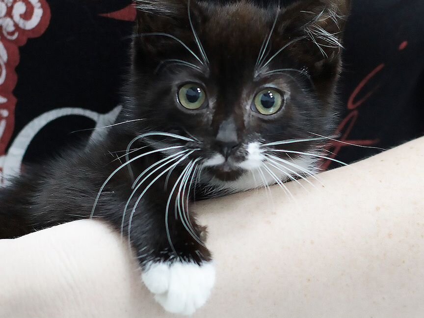 Котенок Леон ищет дом