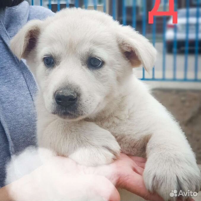 2 средние щенульки 3 мес