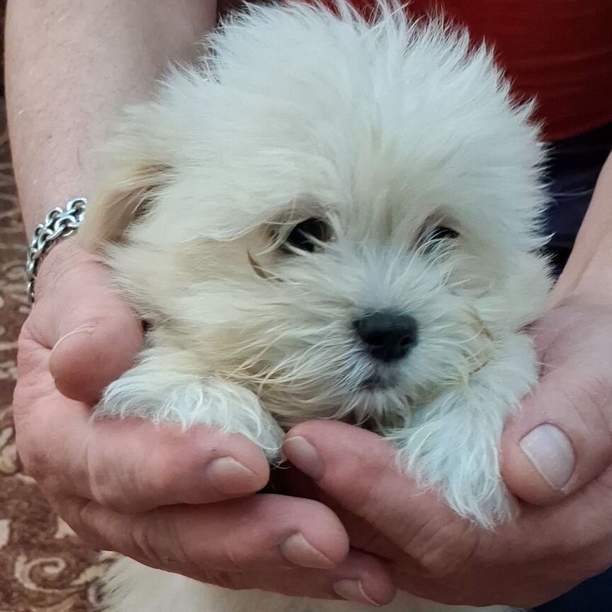 Мальтипу, щенок