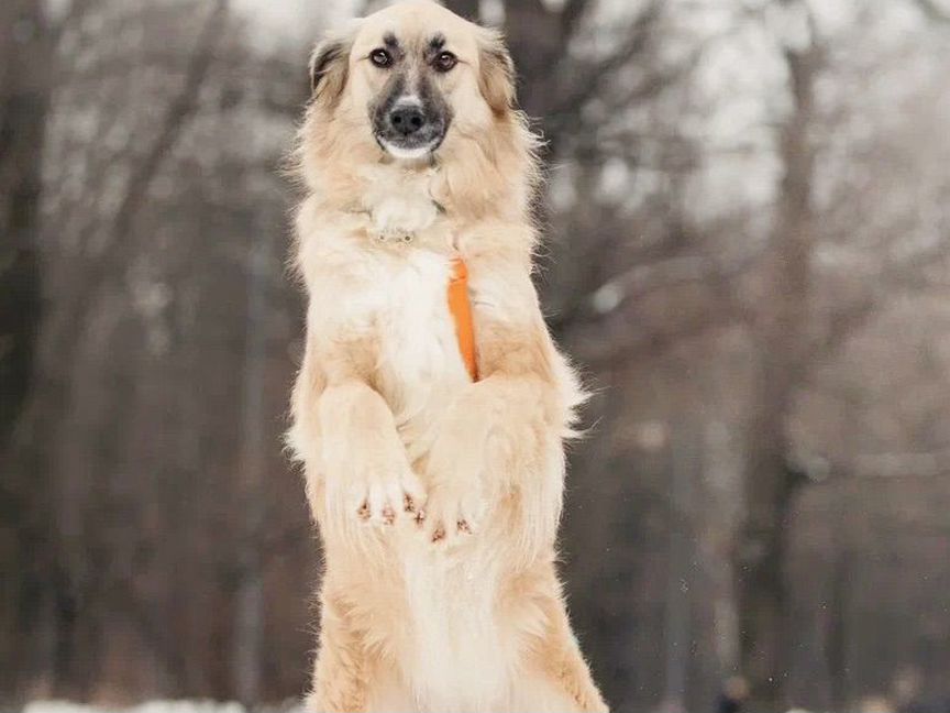 Альма в добрые руки