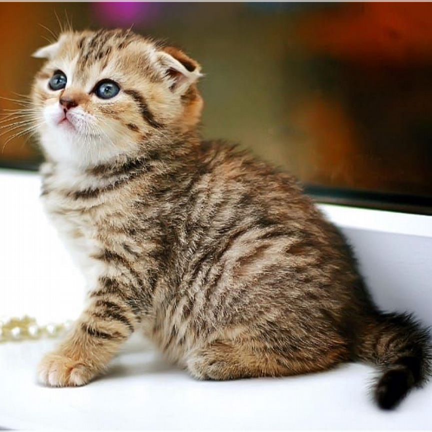 Шотландский вислоухий короткошёрстный котёнок
