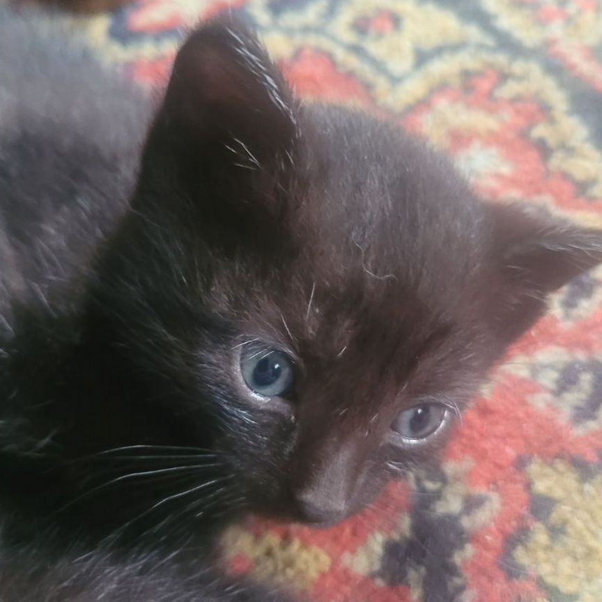 Котята в добрые руки бесплатно