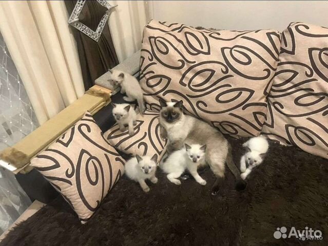 Сиамские котята