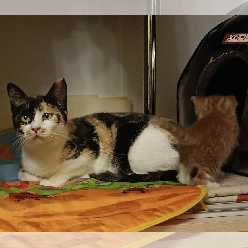 Взрослая, Девочка кошка в добрые руки