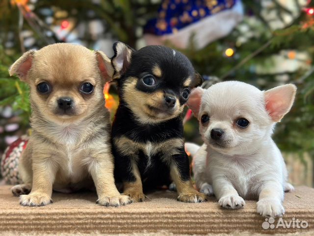 Малыши чихуахуа