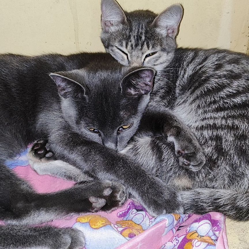 Замечательные котята