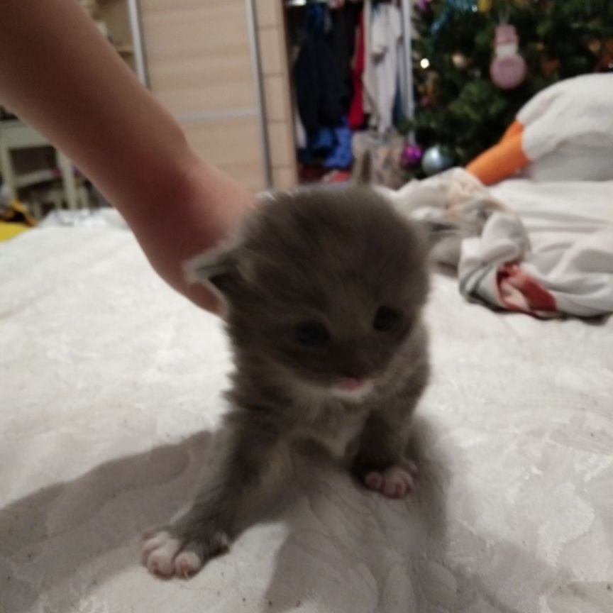 Котенок