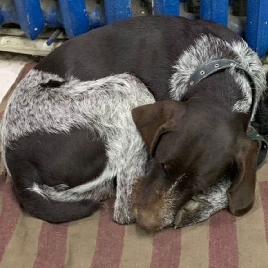 Потерялась собака курцхаар