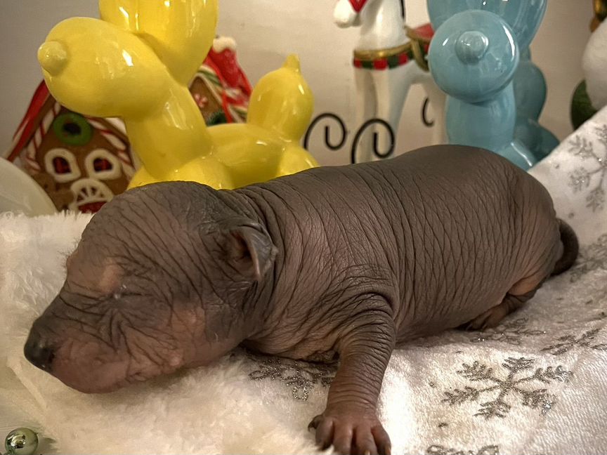 Щенки ксолоитцкуинтли