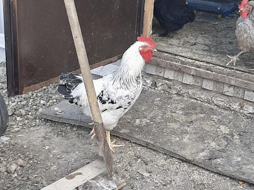 Курицы молодки петухи молодые