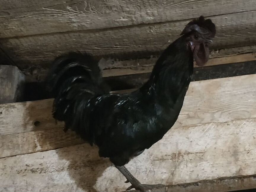 Петух Ухей Илюй