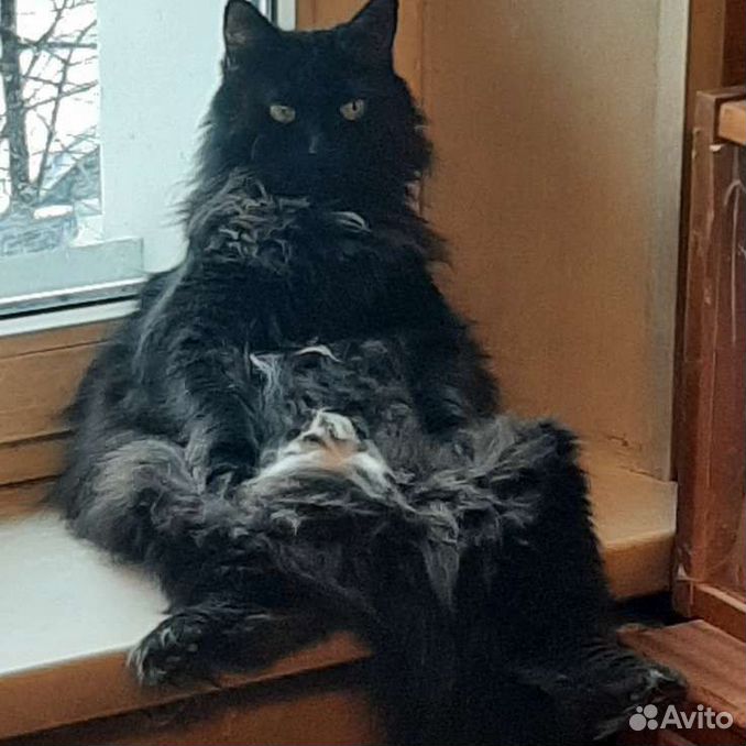 Кошка Гера ищет дом