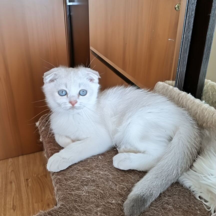 Шотландский вислоухий короткошёрстный котёнок