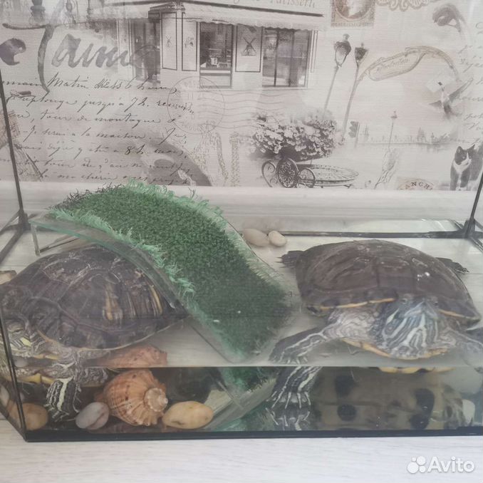 Красноухие черепахи с аквариумом